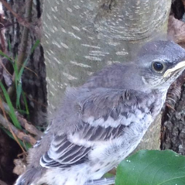 Mockingbird | Project Noah