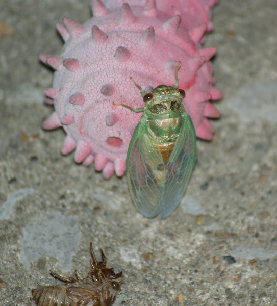 cicada - jar fly | Project Noah