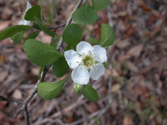 Strongbark | Project Noah