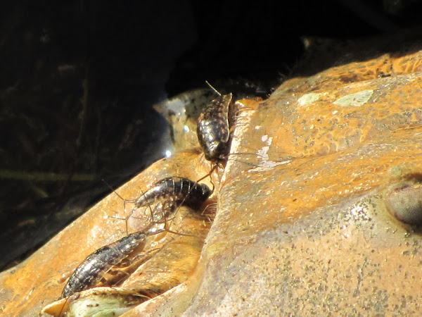 Rock slater | Project Noah