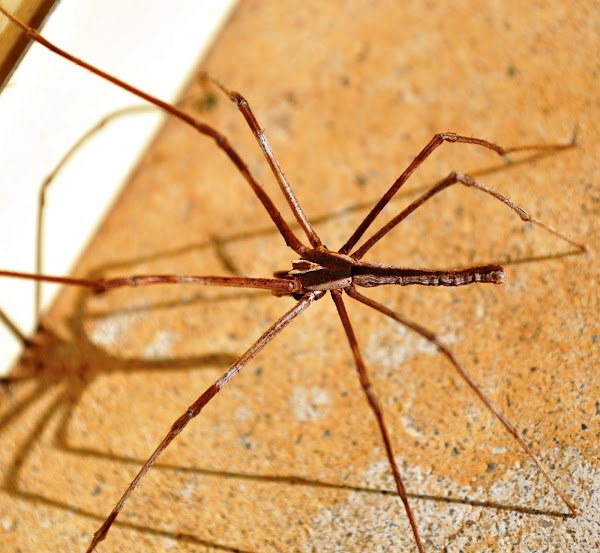 Common Net-Casting Spider | Project Noah