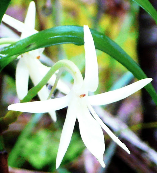 Orchidée de l'île de la Réunion | Project Noah