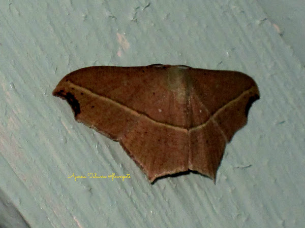 Cross-line Wave Moth | Project Noah