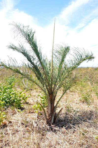 Pejibaye or Peach Palm | Project Noah