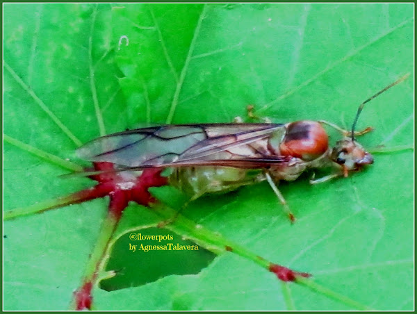 Winged Queen Green Ant | Project Noah