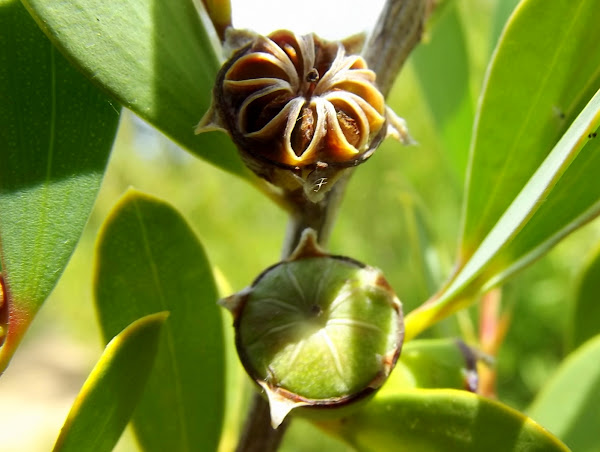 Coast tea tree | Project Noah