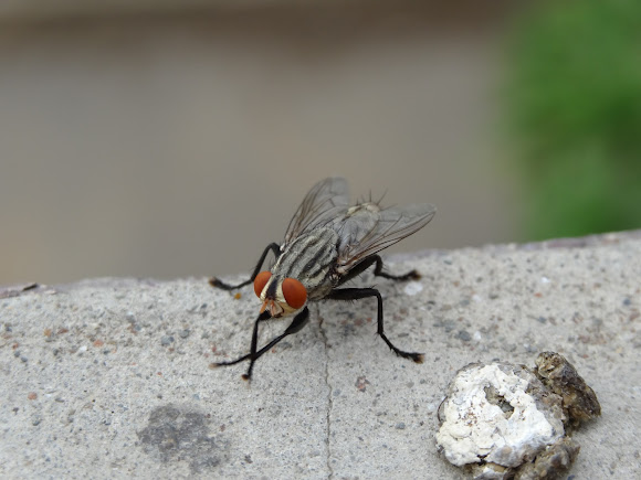 Flesh Fly | Project Noah
