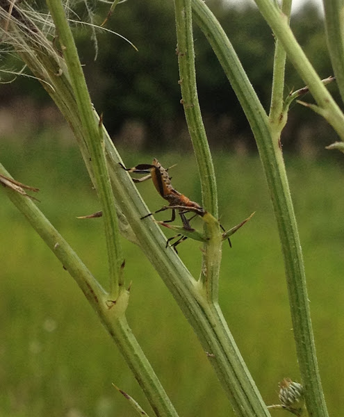 Florida Leaf-footed Bug | Project Noah