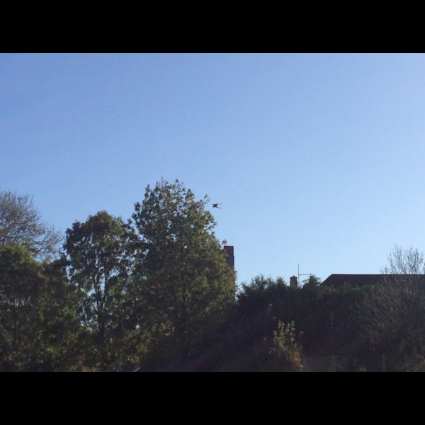 Kestrel | Project Noah