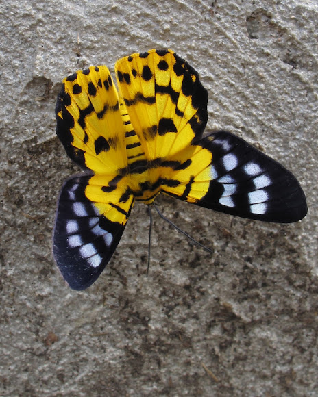 False Tiger Moth | Project Noah
