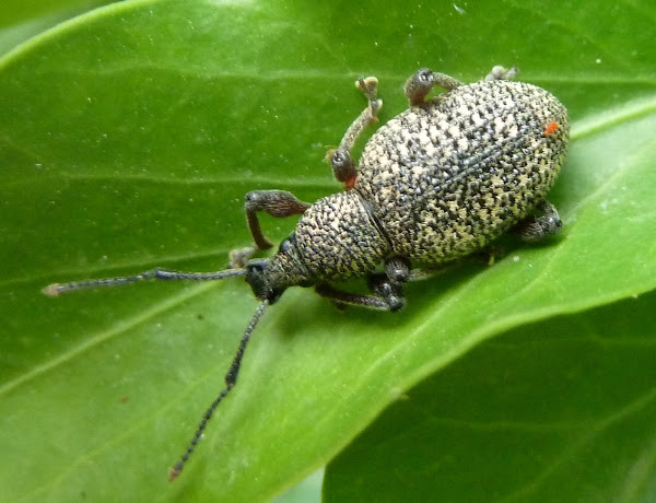 Weevil and Mites | Project Noah