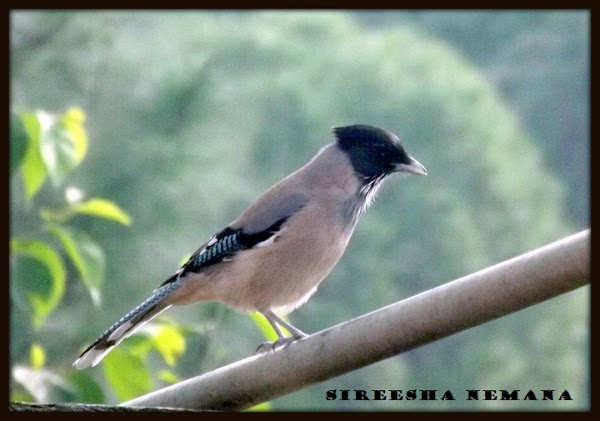 Black-headed Jay | Project Noah