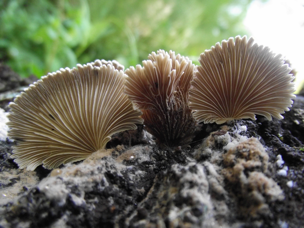 Split gill fungus | Project Noah