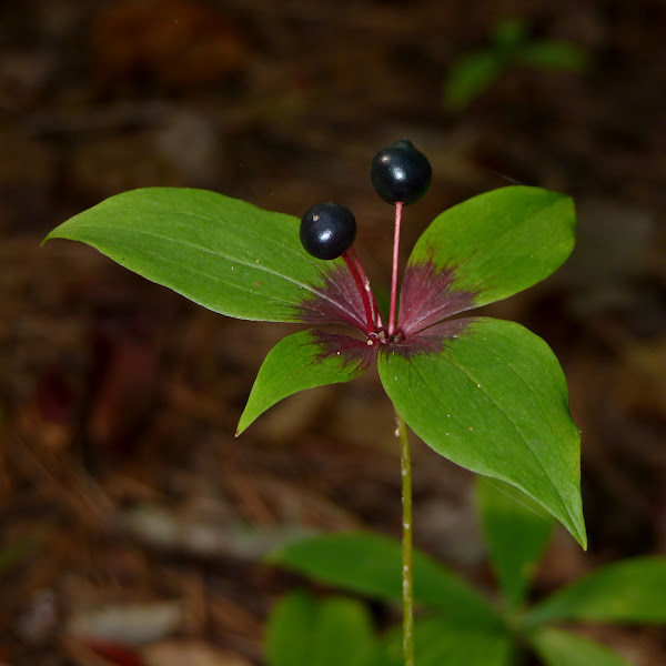 Indian Cucumber-root | Project Noah