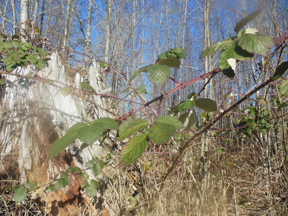 Himalayan Blackberry | Project Noah