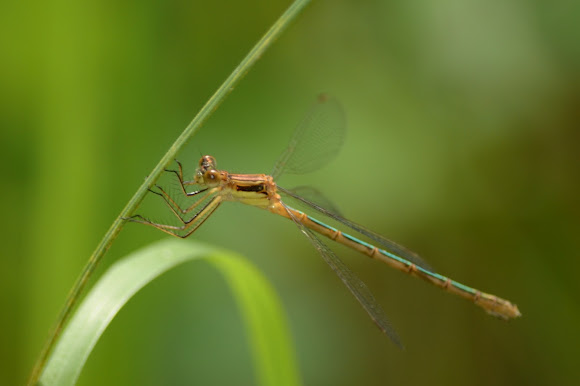 Spread-wing Damselfly | Project Noah