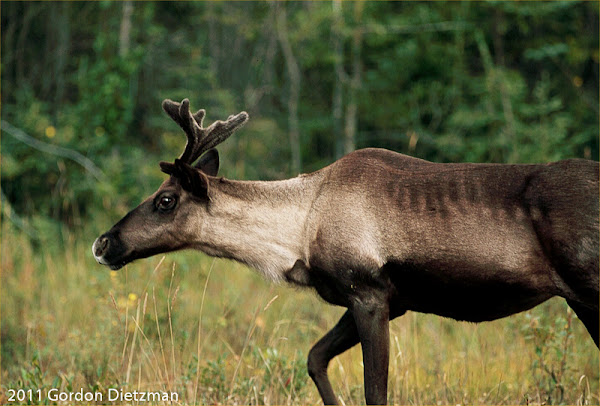 Woodland Caribou | Project Noah