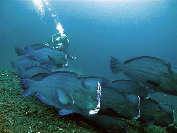 bumphead parrot fish | Project Noah