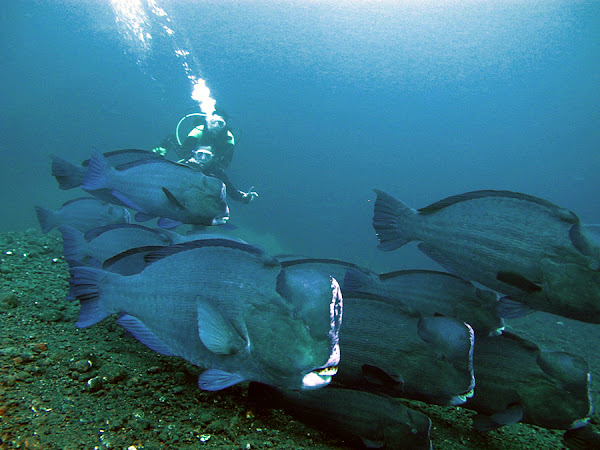 bumphead parrot fish | Project Noah