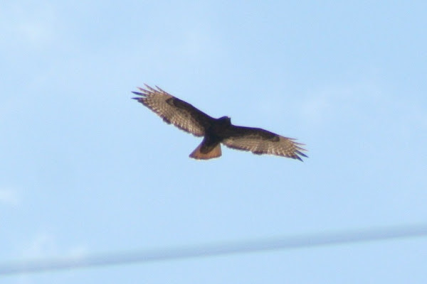 Red-tailed Hawk (Dark Morph) | Project Noah