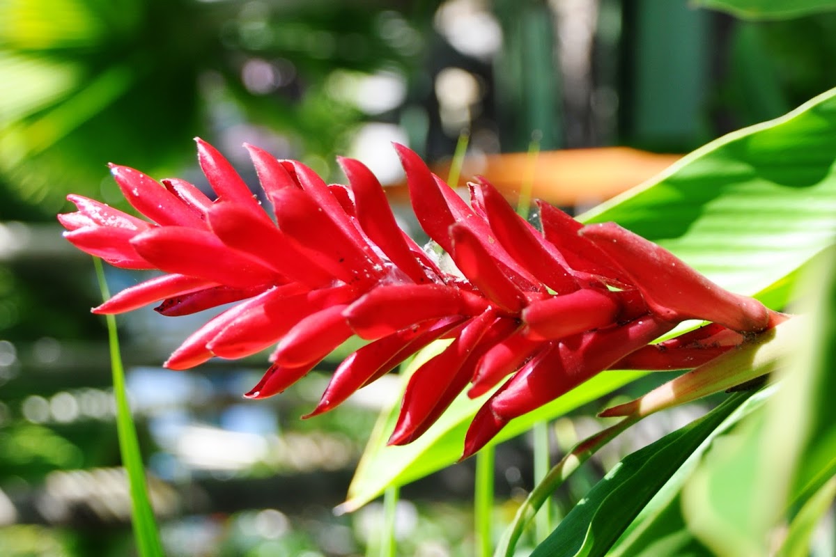 Red Ginger | Project Noah