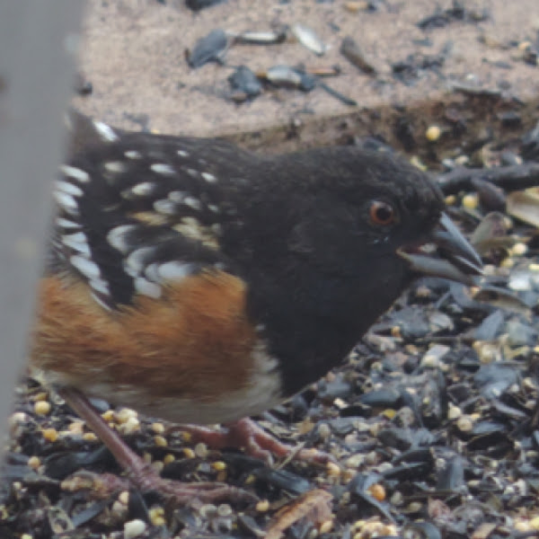 Spotted Towhee | Project Noah