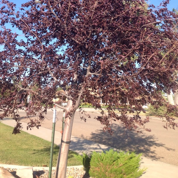 Purpleleaf Sand Cherry | Project Noah