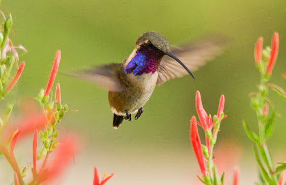 Lucifer Hummingbird | Project Noah