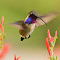 Lucifer Hummingbird | Project Noah