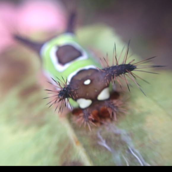 Saddleback caterpillar | Project Noah