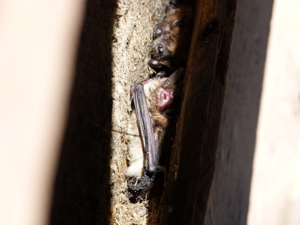 Western Small-footed Myotis | Project Noah