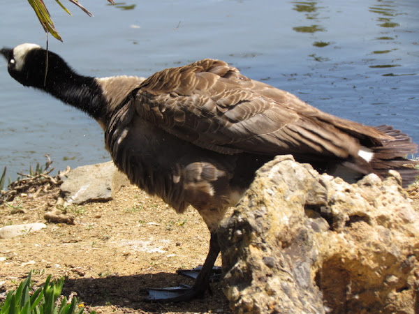 Canada goose | Project Noah