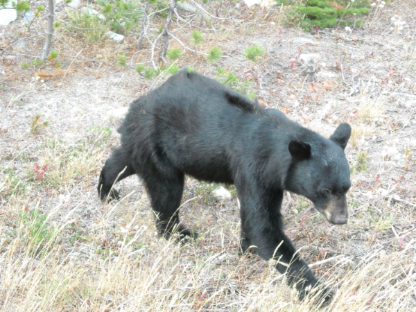 American Black Bear | Project Noah