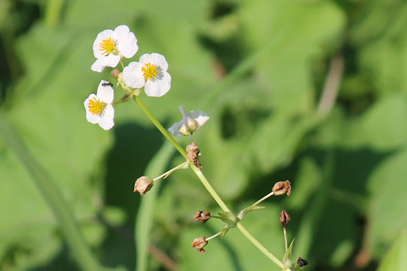 broadleaf arrowhead | Project Noah