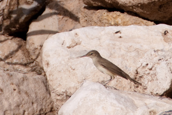Basra Reed Warbler | Project Noah