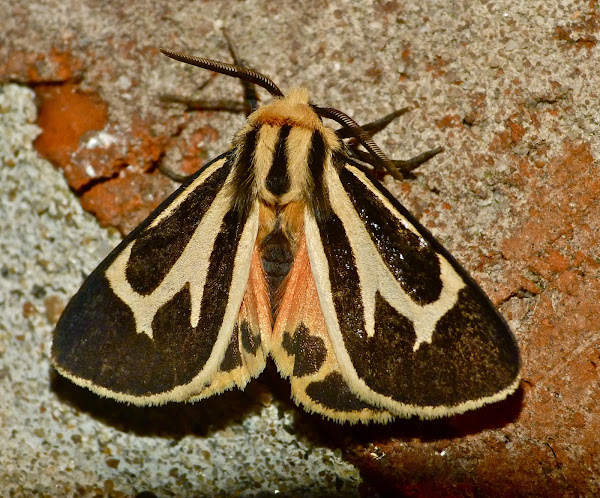 Banded tiger moth (male) | Project Noah