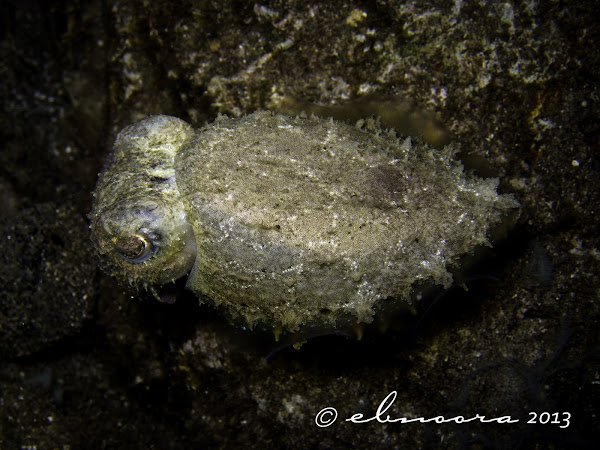Stumpy-spined Cuttlefish, Dwarf Cuttlefish | Project Noah