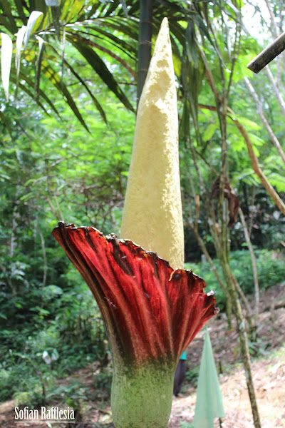 Amorphophallus gigas | Project Noah