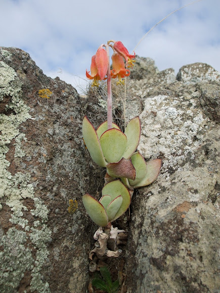 Plakkies / Pig's Ear - Succulents | Project Noah