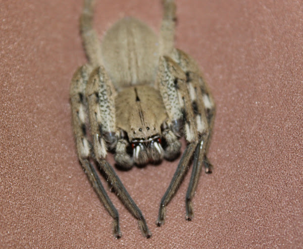 Rain Spider | Project Noah