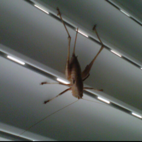 Grillo, cricket | Project Noah