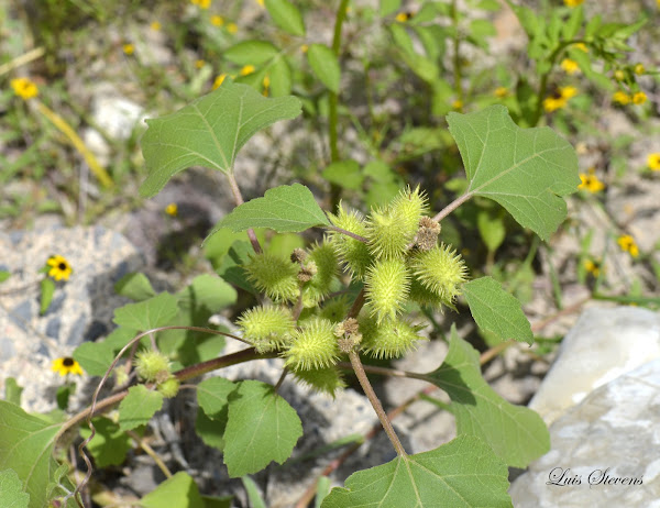 Cadillo, Cocklebur | Project Noah