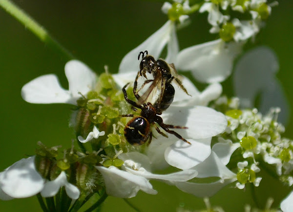 Synema globosum | Project Noah