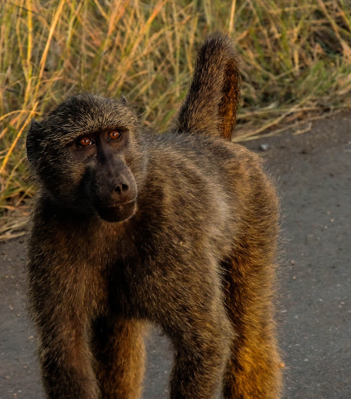 Cape chacma baboon | Project Noah