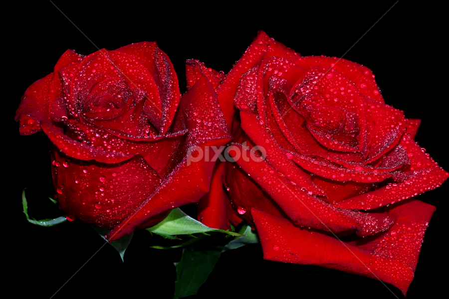 Two Red Rose Flower Photos | Best Flower Site