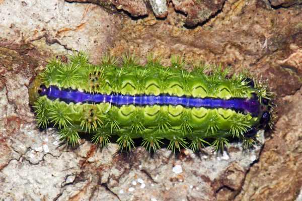 Limacodid Moth Caterpillar | Project Noah