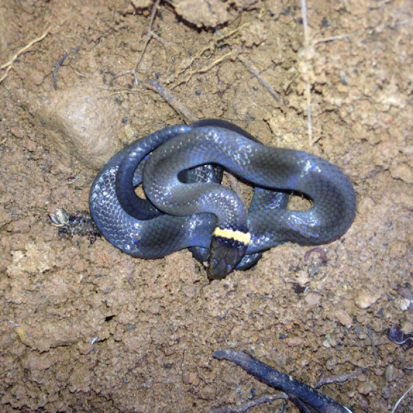 Northern ring-neck snake | Project Noah