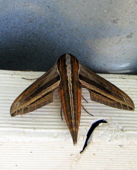 Grapevine Hawk Moth | Project Noah