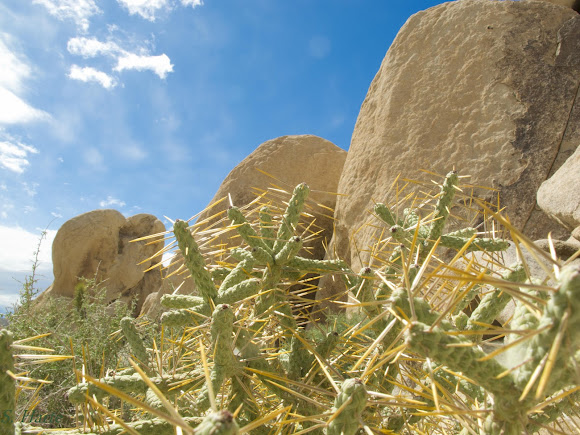 Pencil cholla cactus | Project Noah