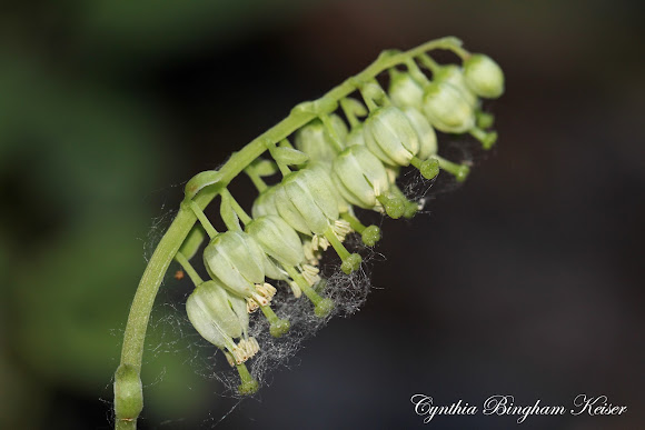 Sidebells Wintergreen | Project Noah